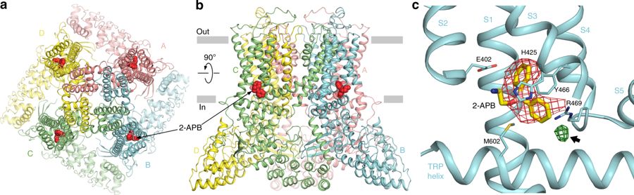 Structural bases of TRP channel TRPV6 allosteric modulation by 2-APB ...