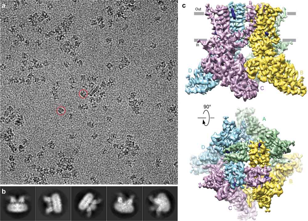 Structure and gating mechanism of the transient receptor potential ...
