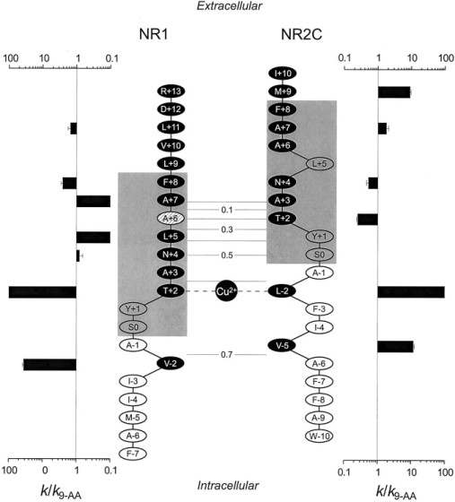 Staggering of subunits in NMDAR channels | Sobolevsky Lab