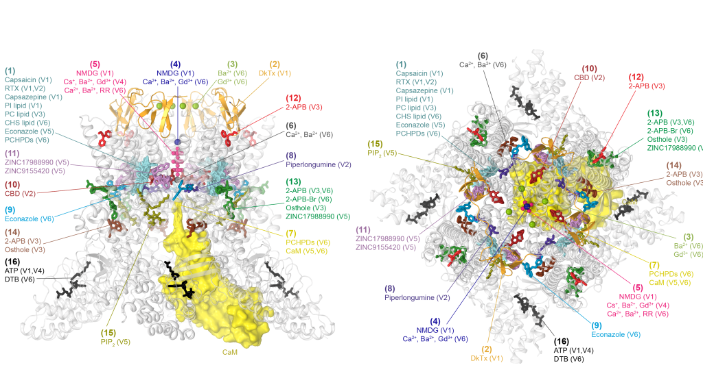 Ligand-Binding Sites in Vanilloid-Subtype TRP Channels | Sobolevsky Lab