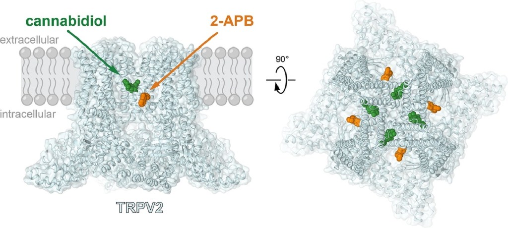 Structural mechanism of TRPV2 channel activation by agonists ...